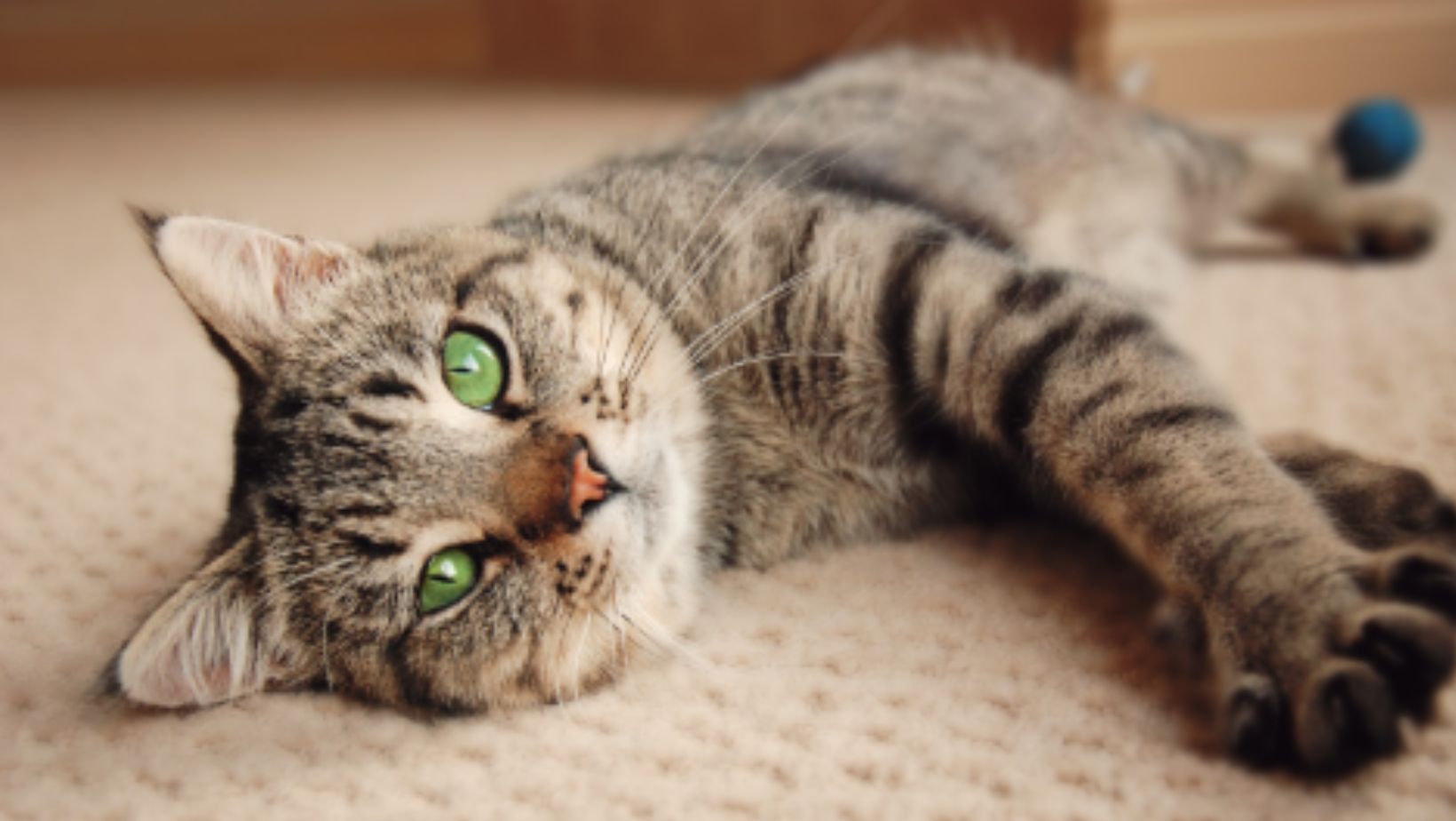 How to Take Care of Cats: A Comprehensive Guide - Thinksano